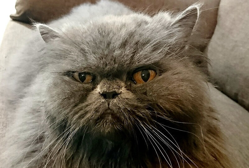 150 Grumpy Cat Names The Ultimate List PetPress 150-grumpy-cat-names-the-ultimate-list-petpress