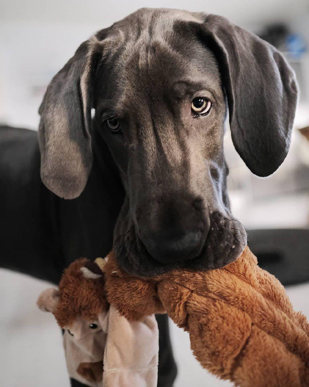 14 Great Danes That Prove That Even Giants Are Very Cute | PetPress