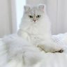 14 Tips For Caring For The Most Furry Cats - Persian Cats | PetPress