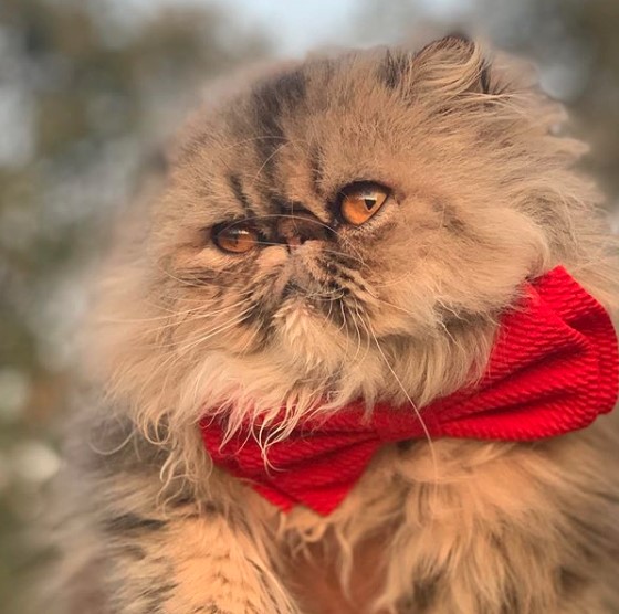 14 Tips For Caring For The Most Furry Cats - Persian Cats | PetPress