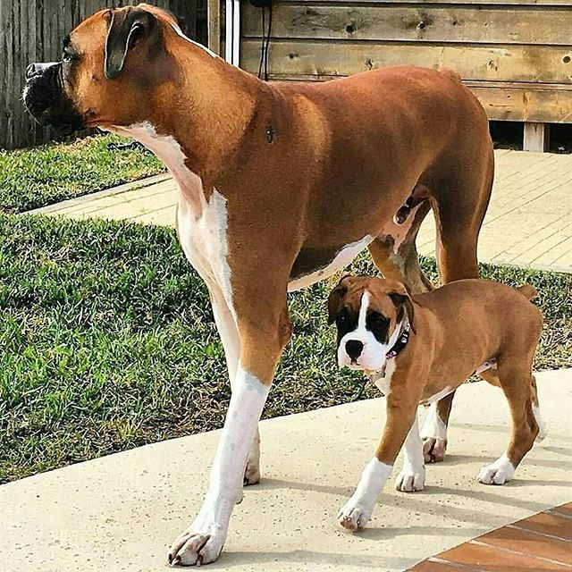 14 Fun Boxer Dog Facts You Will Definitely Love | PetPress