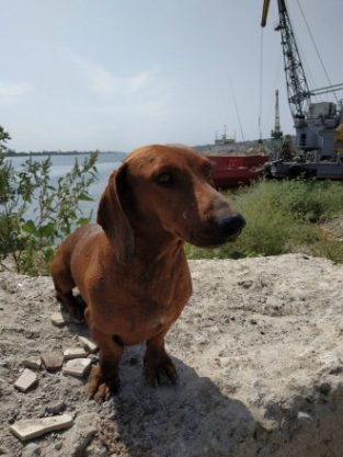 14 Facts Dachshund Lovers Should Know By Heart | PetPress