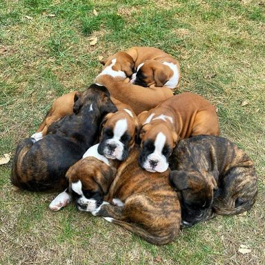 14 Fun Boxer Dog Facts You Will Definitely Love | PetPress