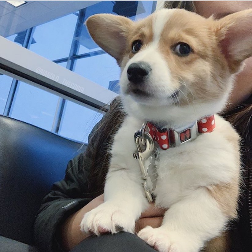 15 Corgi Facts That Make Them The Best Pets | PetPress