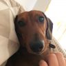 15 Things You Didn’t Know About Dachshunds | PetPress