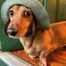 15 Things You Didn’t Know About Dachshunds | PetPress