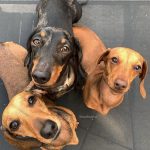 15 Things You Didn’t Know About Dachshunds | PetPress