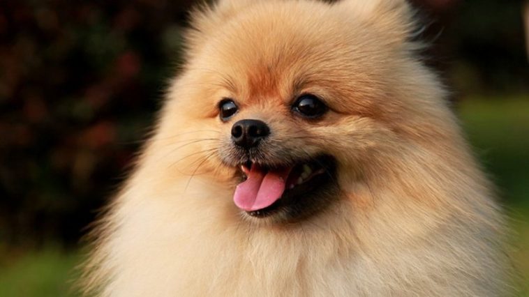 14 Fun Facts About Pomeranians | PetPress