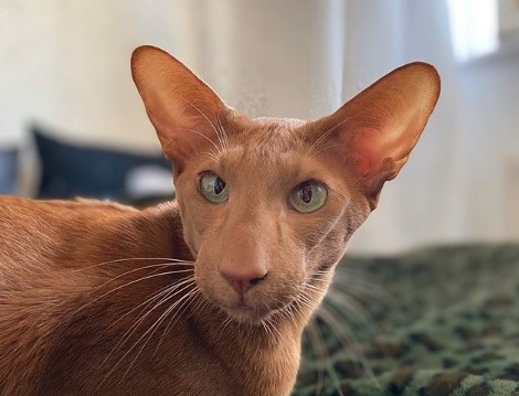 14 Things You Didn't Know About Oriental Shorthair Cats - PetPress