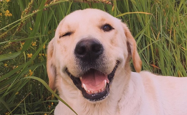 14 Ways How To Make Your Labrador Happy - PetPress