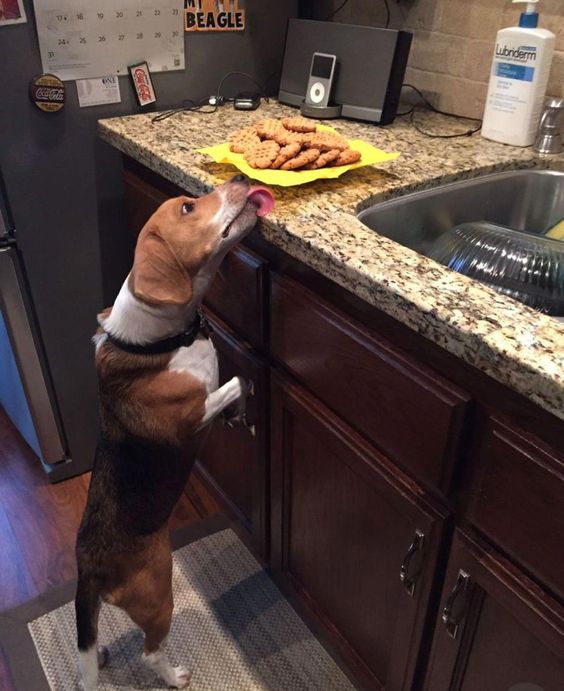 14 Funny Beagle Pictures That Will Cheer You Up - Page 2 of 4 - PetPress