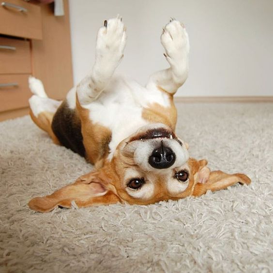 14 Funny Beagle Pictures That Will Cheer You Up | PetPress
