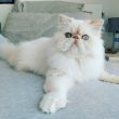 14 Proofs That A Persian Cat Is A Great Choice For Your Family | PetPress