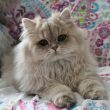 14 Proofs That A Persian Cat Is A Great Choice For Your Family | PetPress