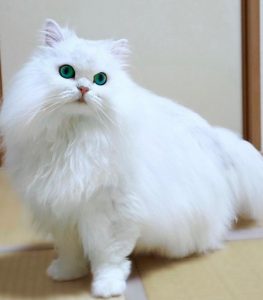 14 Proofs That A Persian Cat Is A Great Choice For Your Family | PetPress