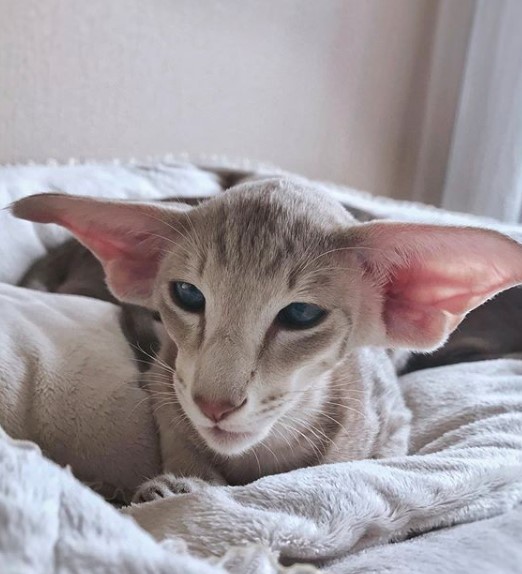 14 Things You Didn't Know About Oriental Shorthair Cats | Page 3 of 3 ...