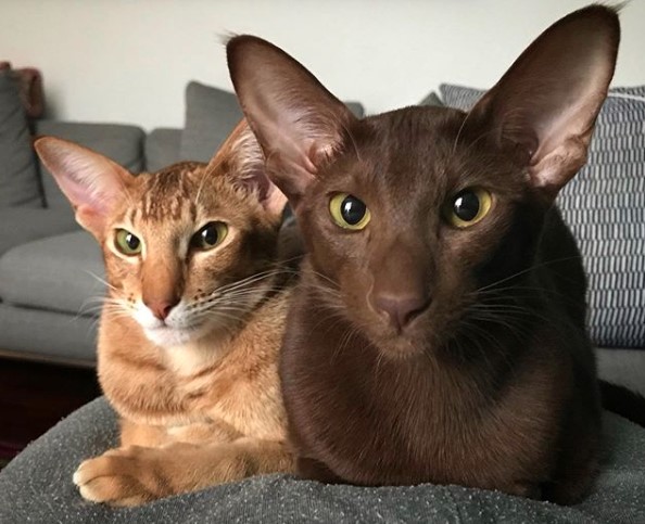 14 Things You Didn't Know About Oriental Shorthair Cats | Page 2 of 3 ...