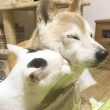 14 Photos Proving That Shiba Inu is The Most Faithful Friend | PetPress