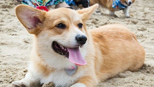 The 16 Happiest Corgis Will Make Your Day - PetPress