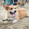 The 16 Happiest Corgis Will Make Your Day | PetPress