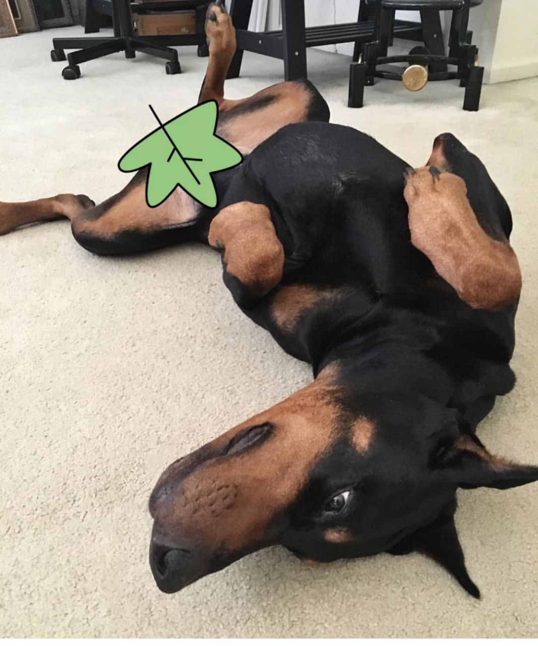 15 Hilarious Doberman Pinschers That Will Brighten Your Day | Page 2 of ...