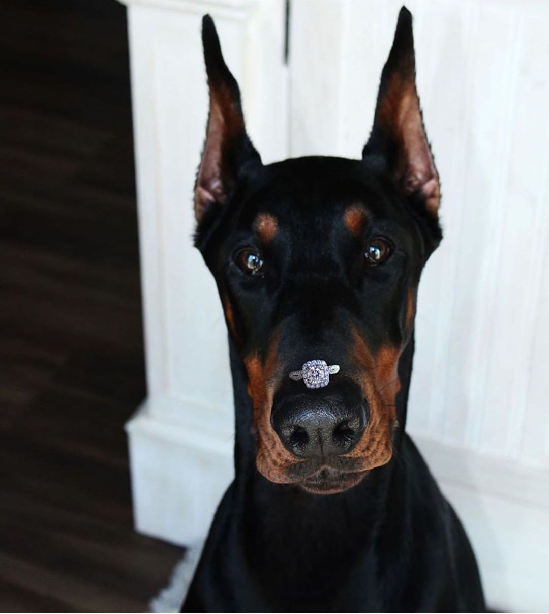 15 Hilarious Doberman Pinschers That Will Brighten Your Day | Page 2 of ...