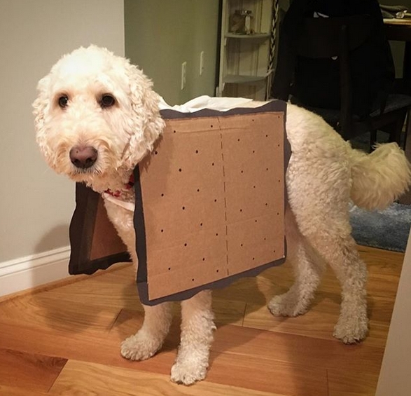 14 Goldendoodle Halloween Costumes 2019 | Page 3 of 3 | PetPress
