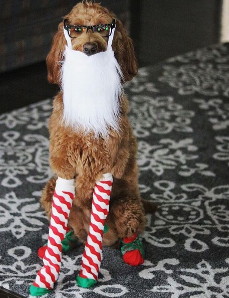 14 Goldendoodle Halloween Costumes 2019 - PetPress