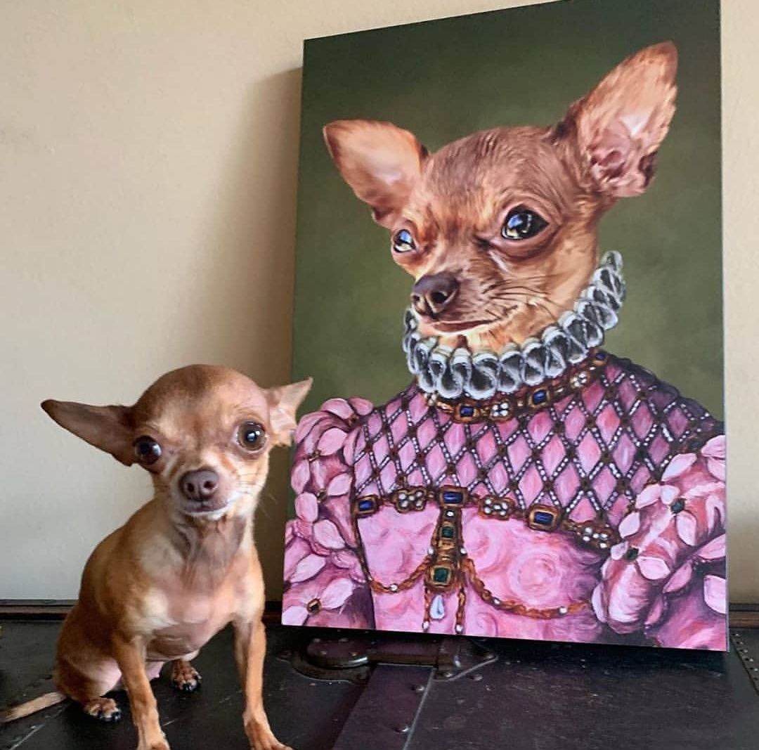 14 Lovely Pictures Of Chihuahuas | PetPress