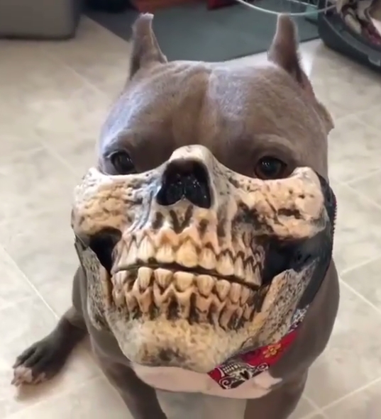 14 Funny Halloween Costumes For Pit Bulls - PetPress