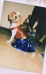 14 Funny Halloween Costumes for Beagles - PetPress