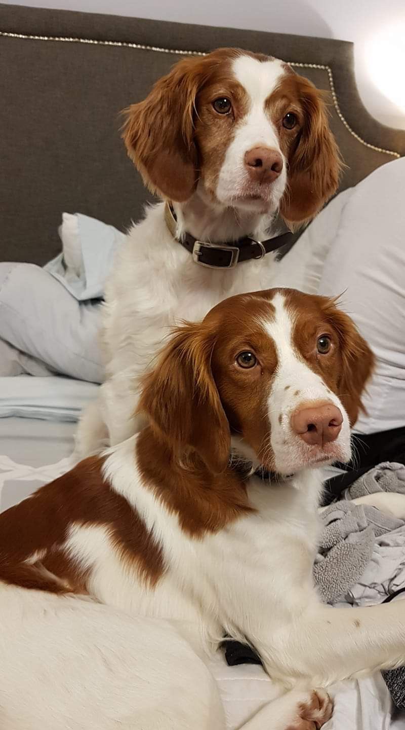 14 Fascinating Facts About the Brittany Dog | PetPress