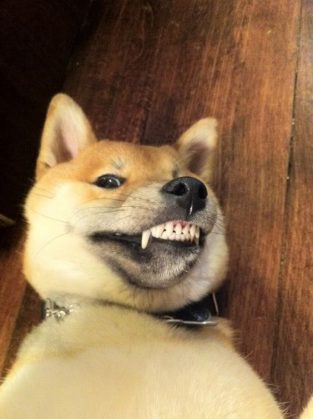 14 Smiles Of Shiba Inu To Make You Smile - PetPress