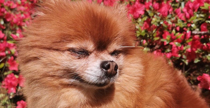 15 Cool Facts You Didn’t Know About Pomeranians - PetPress