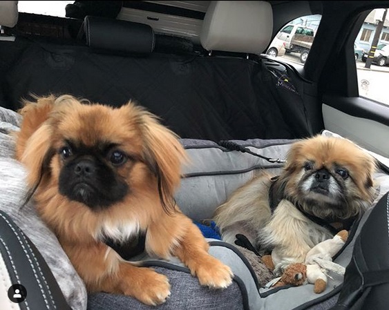14 Funny Pekingese Pictures That Will Make Your Day! | PetPress