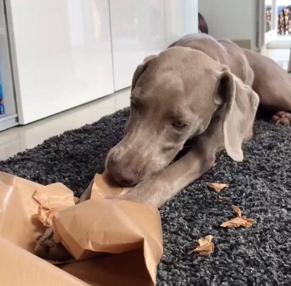 15 Funny Pictures Explaining What Weimaraners Do When You are Out ...
