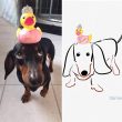 21 Photos That Prove That Dachshunds Can Conquer Anyone | PetPress