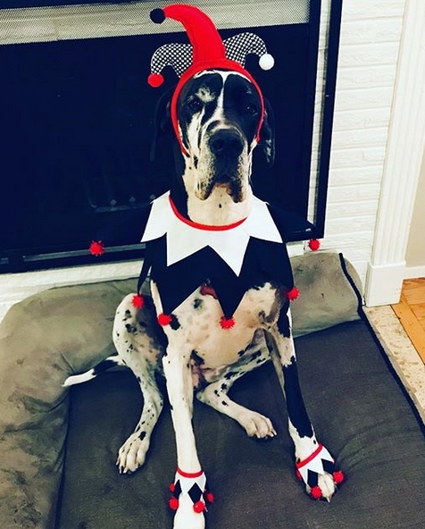 14 Funny Great Dane Costumes For Halloween 2020 | PetPress