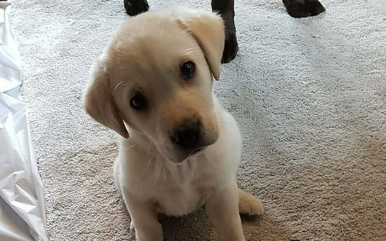 14 Hilarious Golden Retrievers That Will Brighten Your Day - PetPress