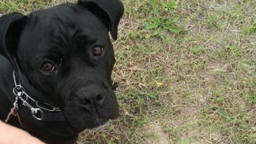 14 Nutrition Tips For Cane Corso | PetPress