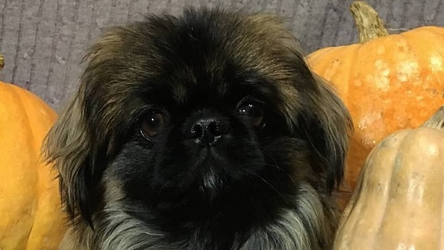 14 Funny Pekingese Pictures That Will Make Your Day! - PetPress