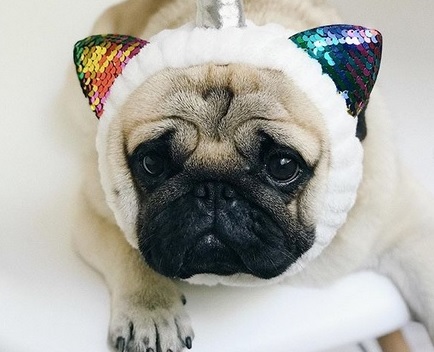 14 Funny Pugs That Will Make Your Day! - PetPress