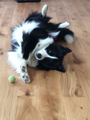 14 Funny Collies With Different Toys - PetPress