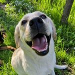 14 Things Only Labrador Owners Understand | PetPress