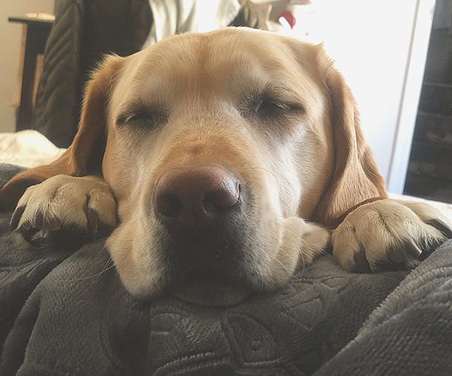 14 Things Only Labrador Owners Understand | PetPress