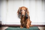 14 Reasons to Own a Dachshund | PetPress