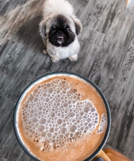 14 Funny Pictures Showing That Pekingese Will Never Miss Its Chance To ...
