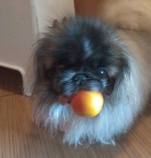 14 Funny Pictures Showing That Pekingese Will Never Miss Its Chance To ...