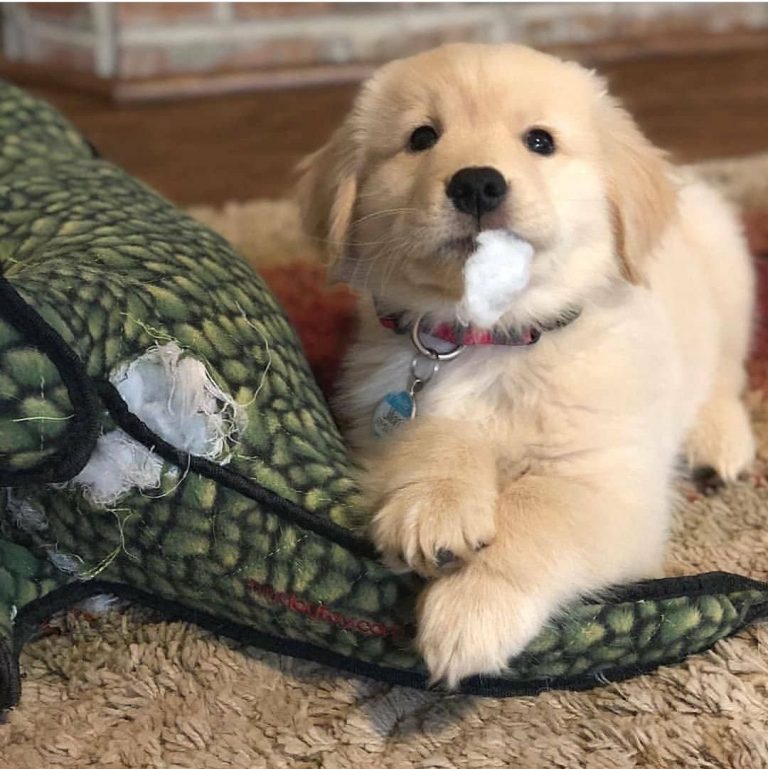 14 Funny Pictures Of Golden Retrievers To Make You Laugh - Page 3 of 3 ...