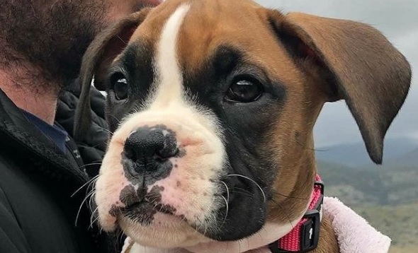 15 Character Traits Of a Boxer Dog - PetPress